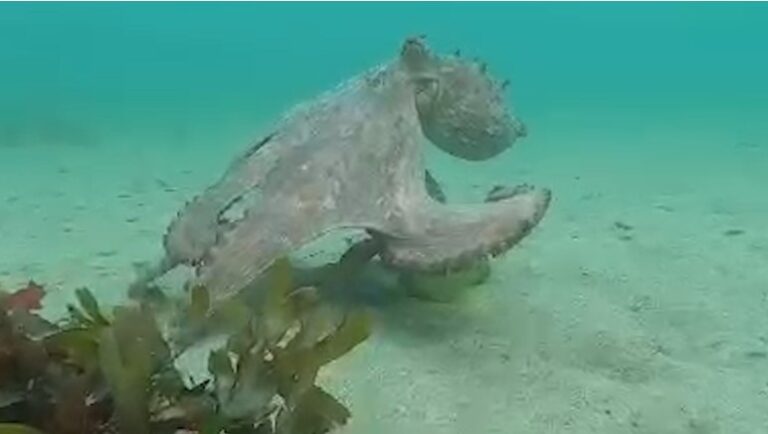2025 is ‘year of the octopus’ as record numbers spotted off England’s ...