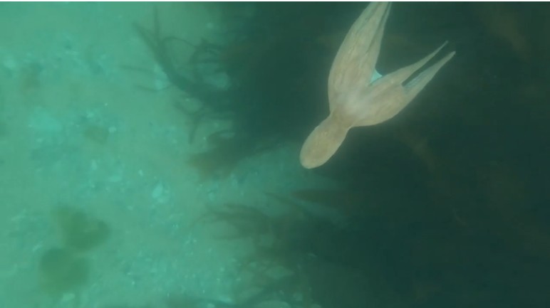2025 is ‘year of the octopus’ as record numbers spotted off England’s ...